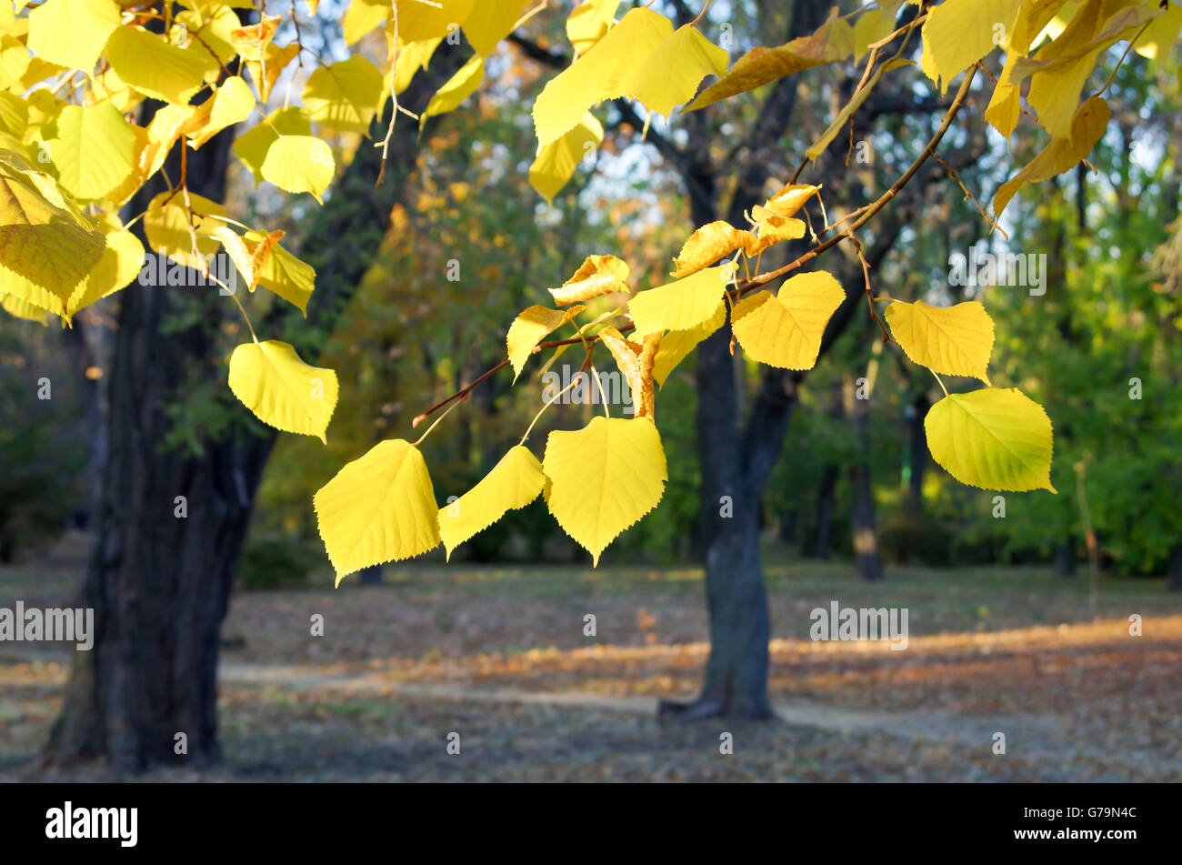Trees in unfocused background hi-res stock photography and images - Alamy