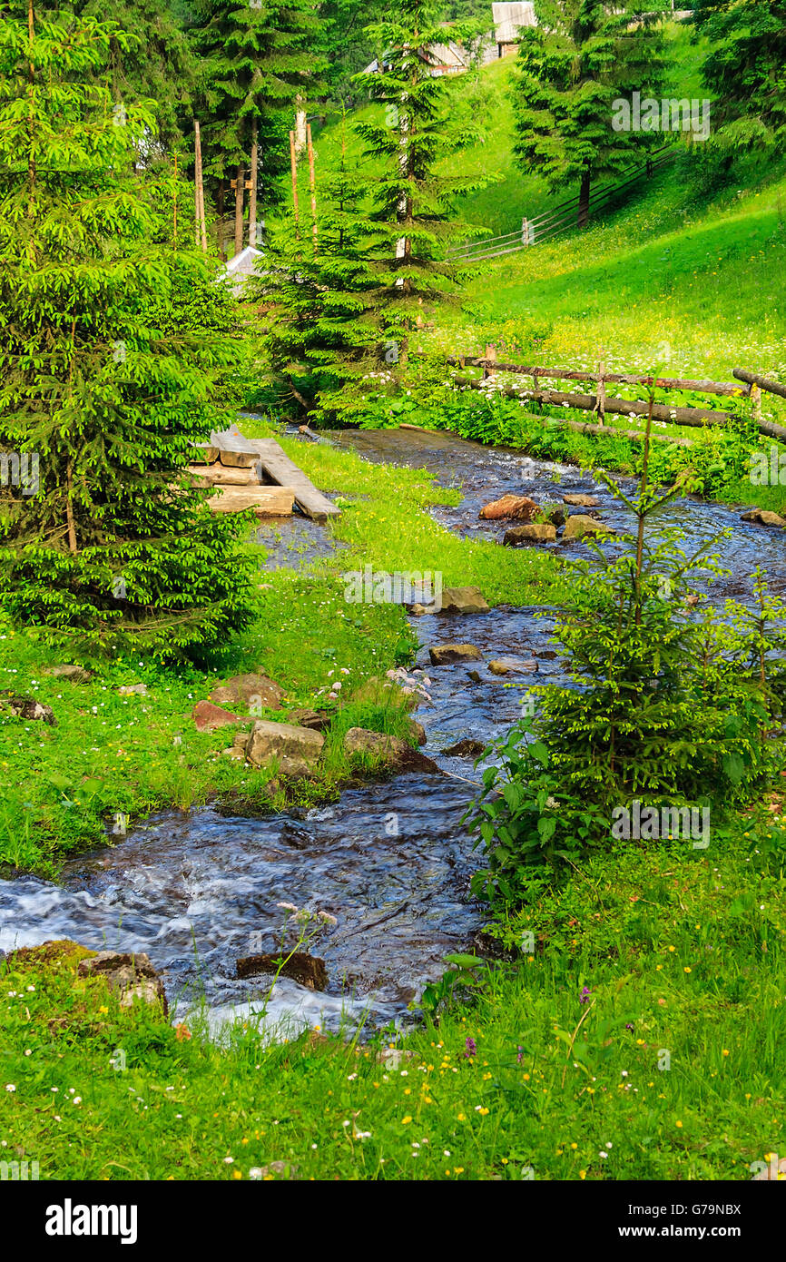 narrow stream with rocks and green lawn on both sides of the forest ...