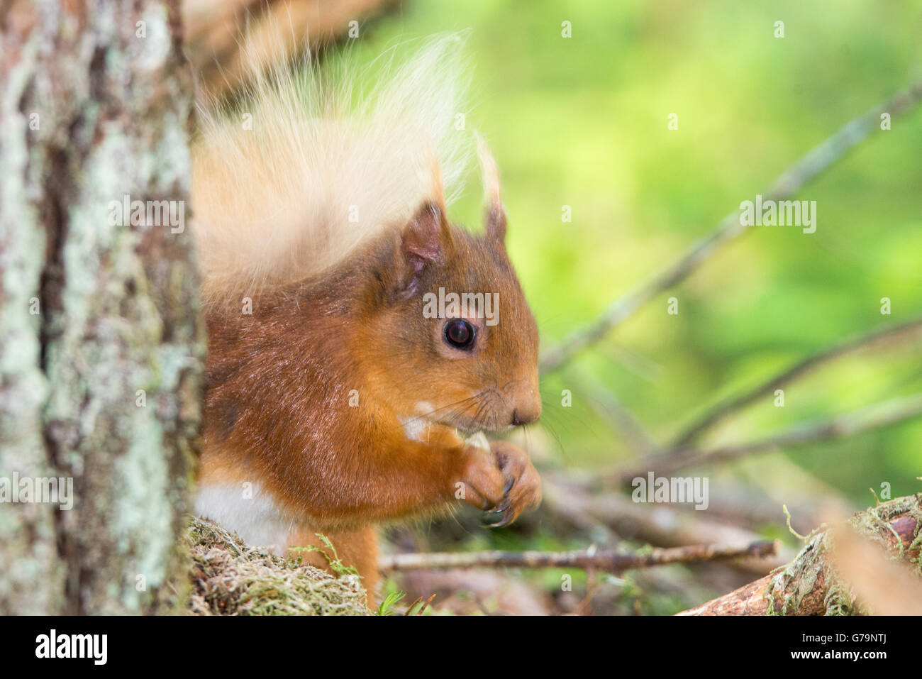Red Squirrel feeding Stock Photo - Alamy