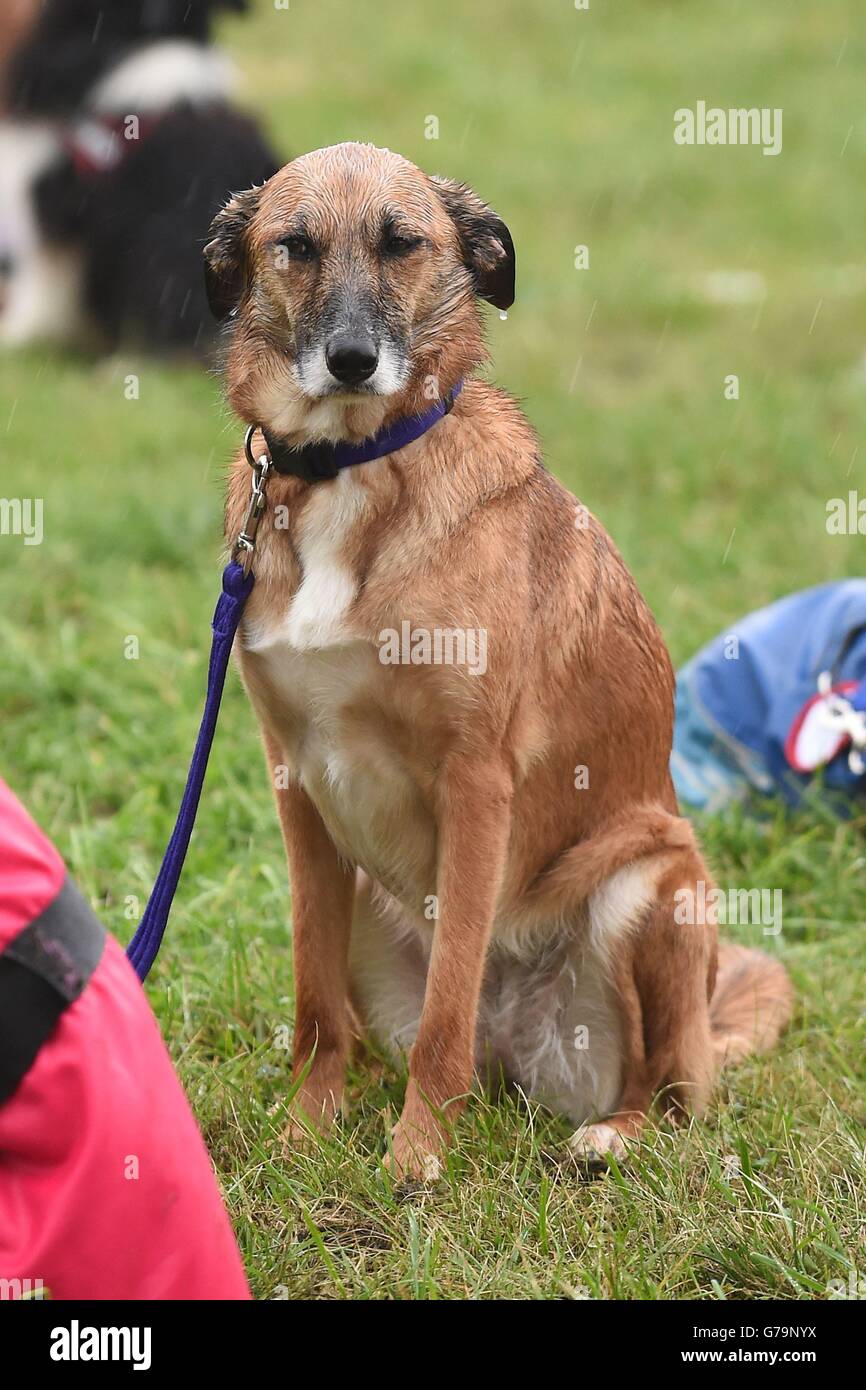 Guinness world record dog hi-res stock photography and images - Alamy