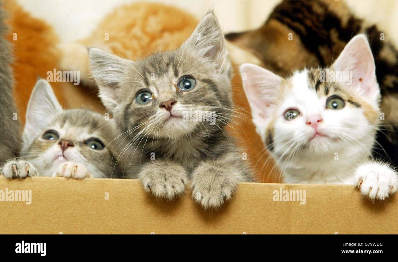 Kittens in a box hi-res stock photography and images - Alamy