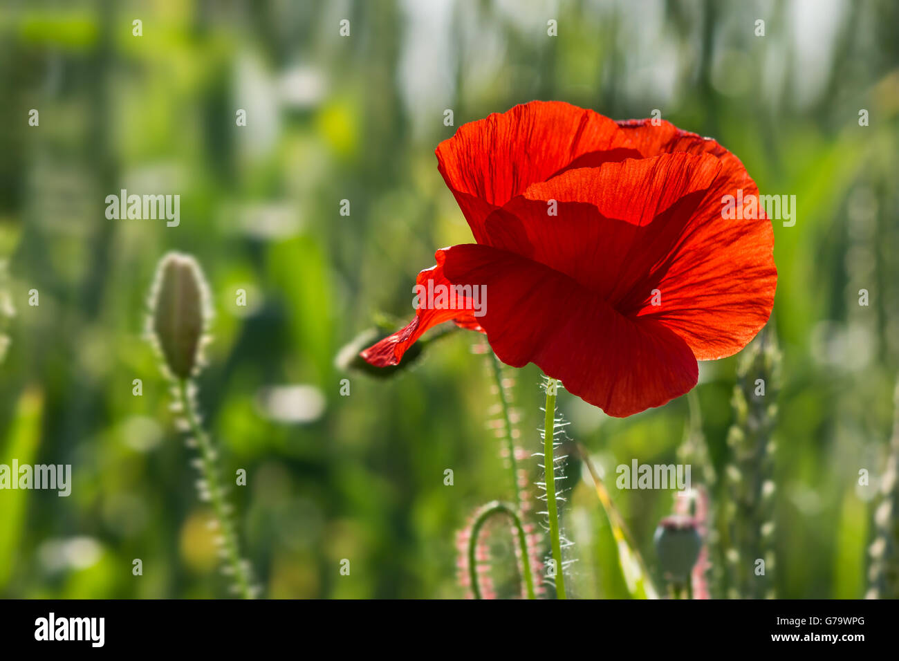 big fresh poppy in the green field Stock Photo - Alamy