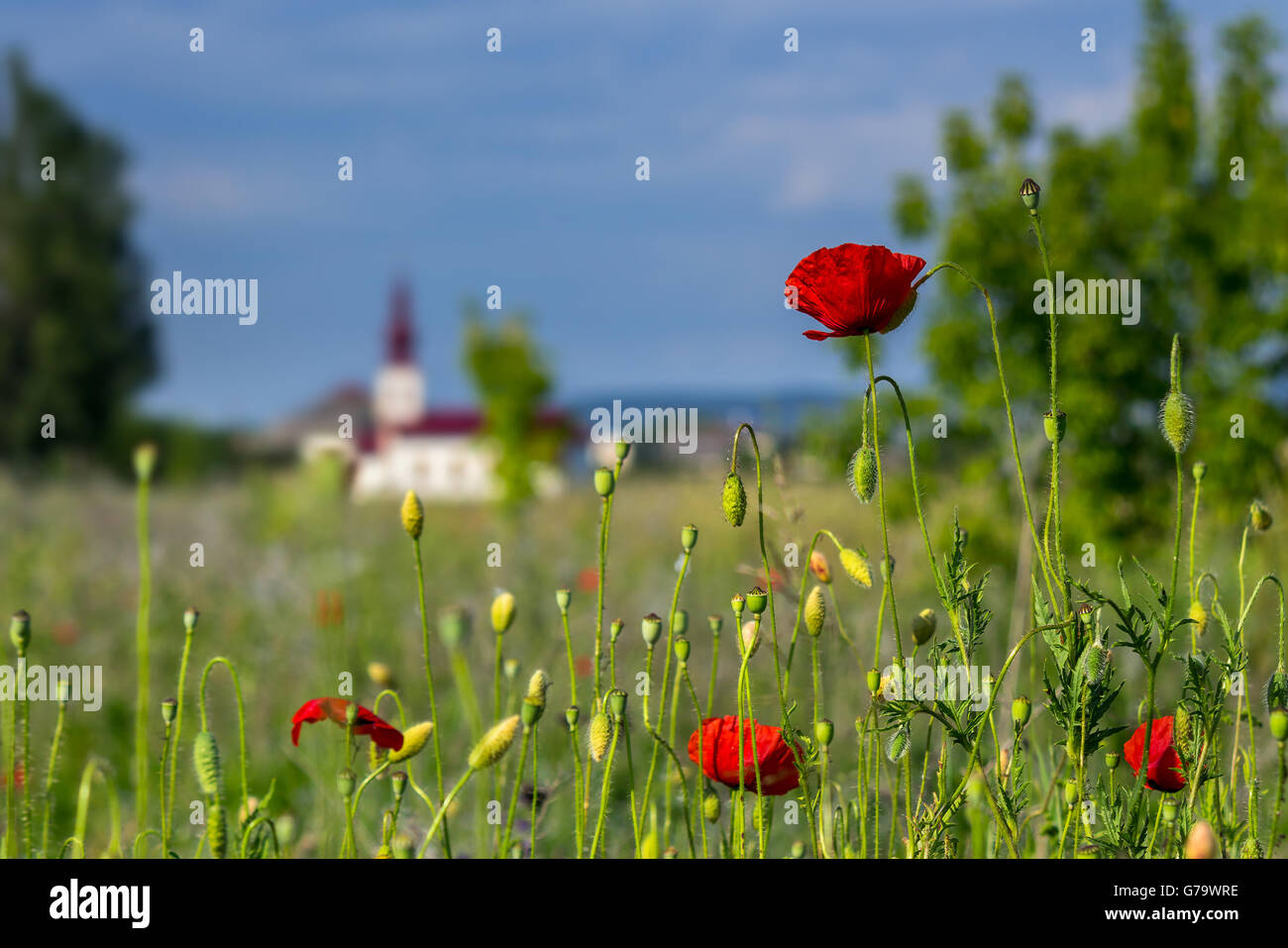 big fresh poppys in the green field near the village church Stock Photo ...