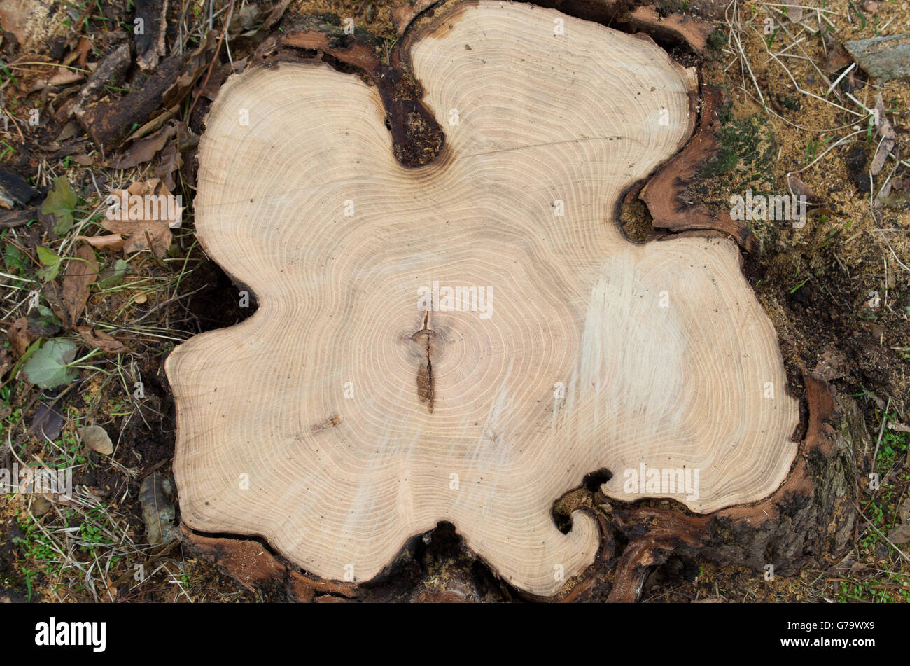 Destruction of trees humanity threatens ecological disaster. Top view ...