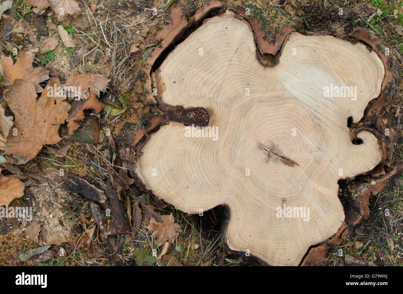 Top view of a cut tree. Destruction of trees humanity threatens ...