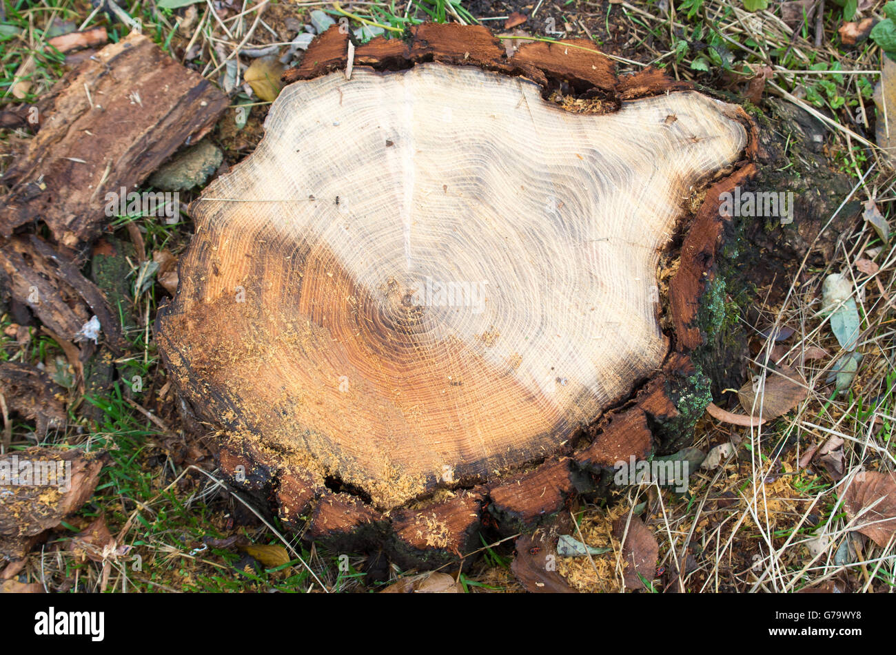 Top view of a fresh cut tree stump on the forest with shallow depth of ...