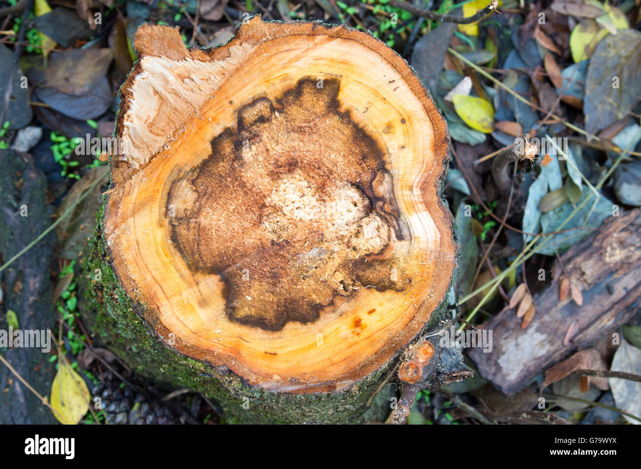 Fresh cut tree stump top view hi-res stock photography and images - Alamy