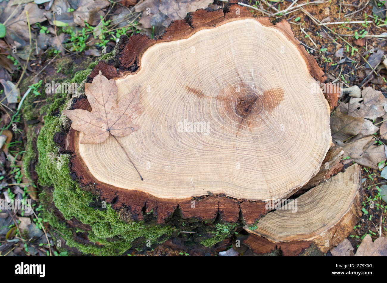 Top view of a fresh tree stump from felled maple in a forest close-up ...