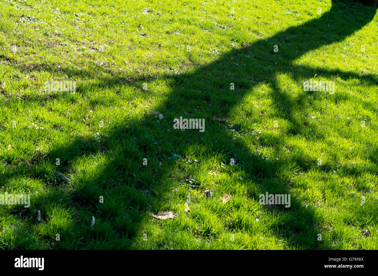 Shadow of the tree at the spring grass, which is covered with young ...