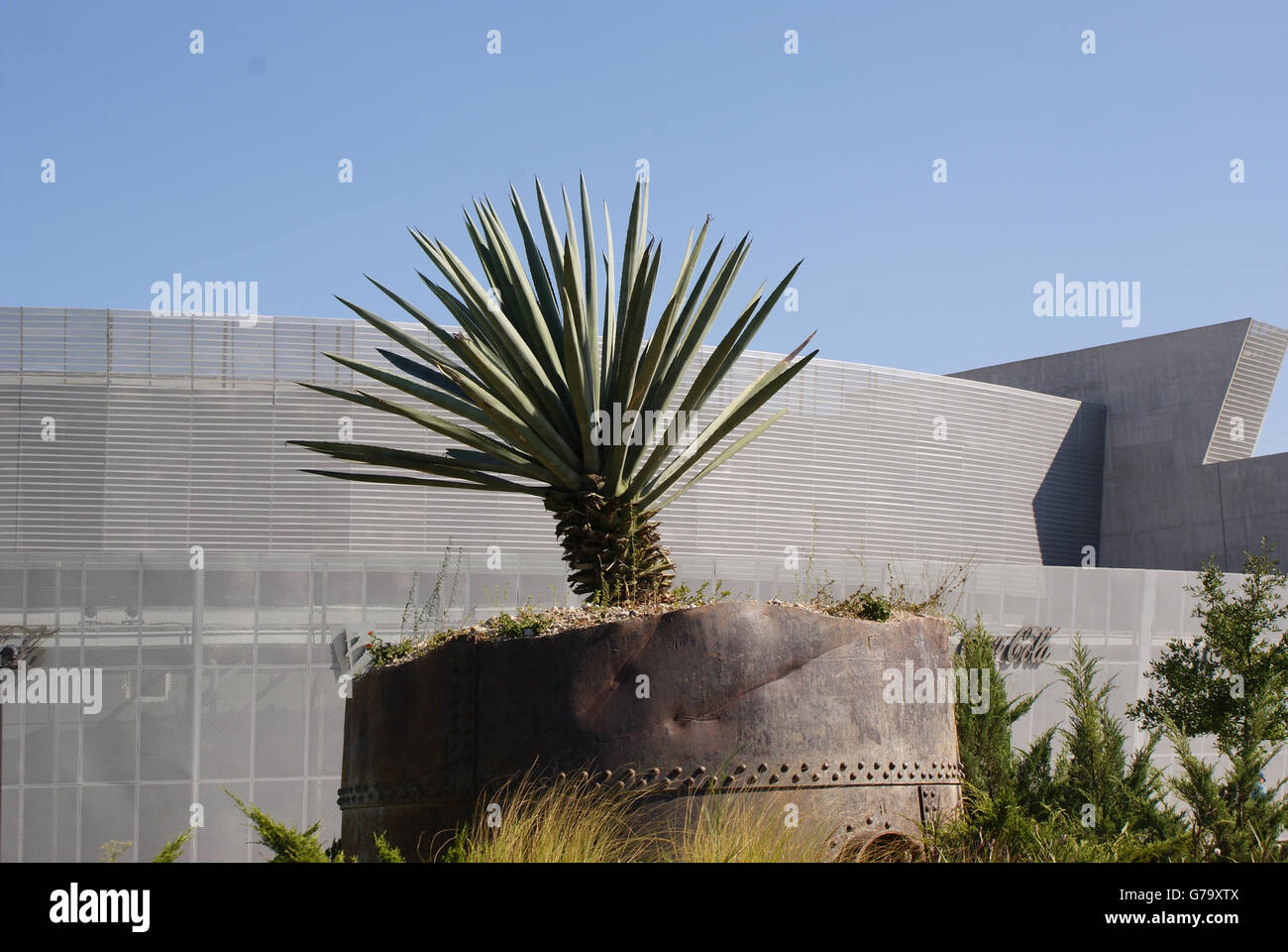 Maguey plant hi-res stock photography and images - Alamy