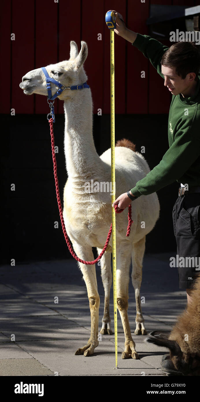 A llama gets measured gets weighed at the annual London Zoo weigh-in ...