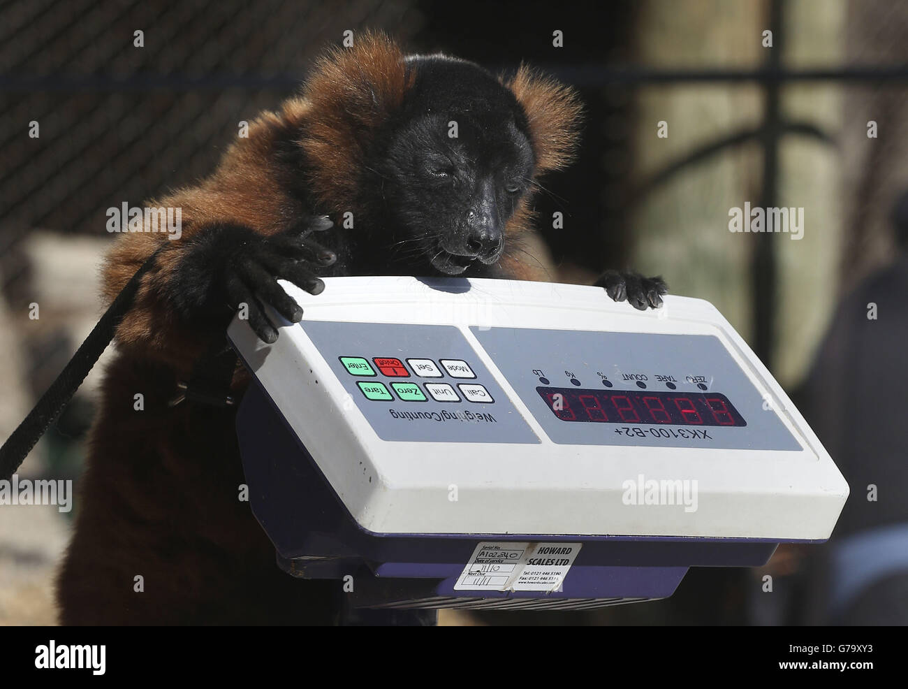 Sid the red ruffed lemur gets weighed at the annual London Zoo weigh-in ...