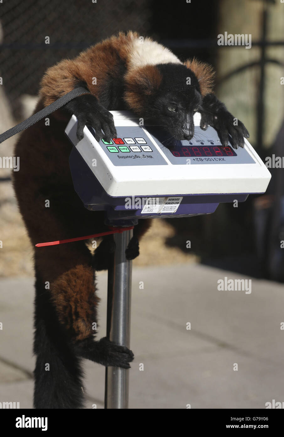 Sid the red ruffed lemur gets weighed at the annual London Zoo weigh-in ...