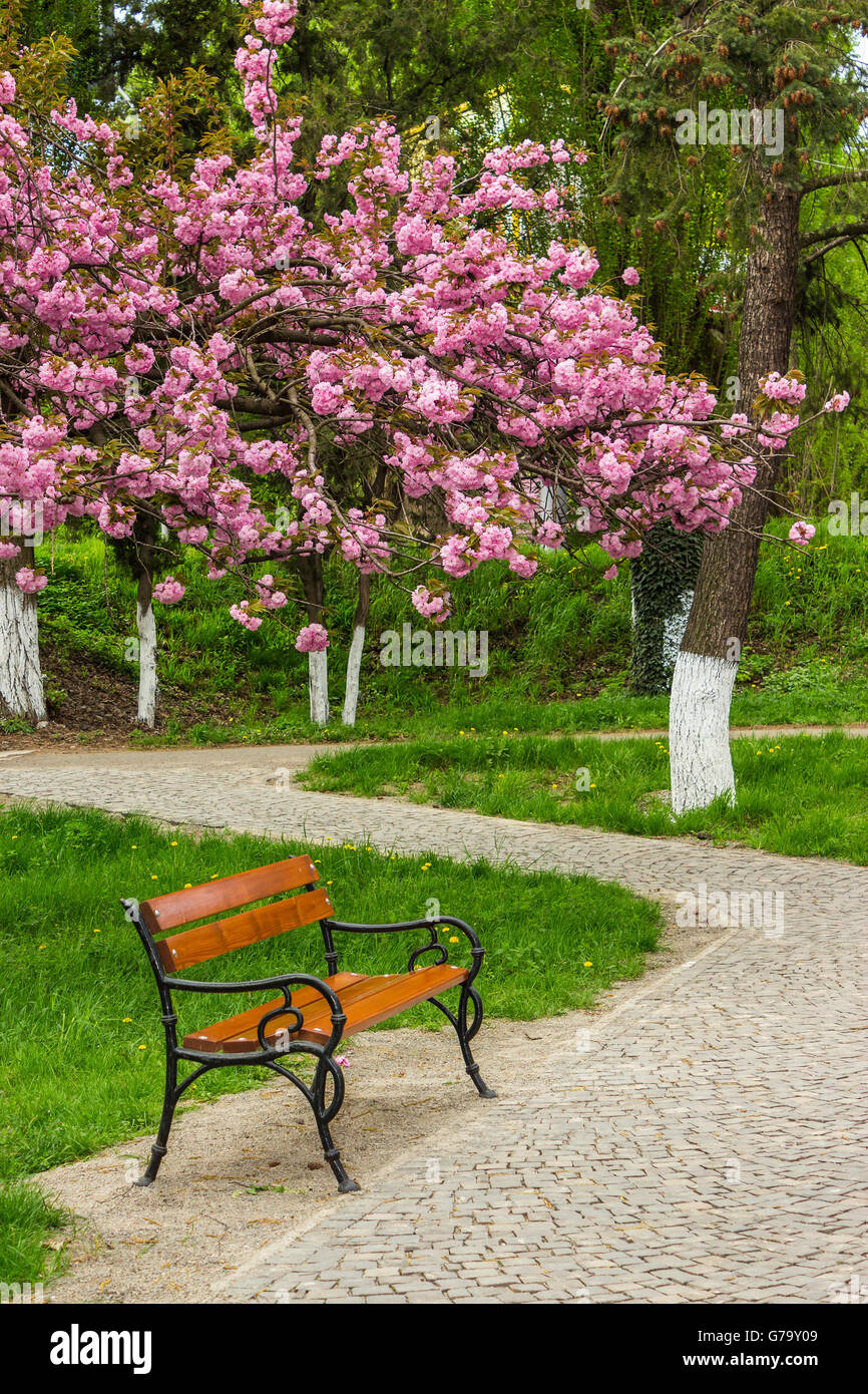 delicate pink flowers blossomed Japanese cherry branch over the bench ...