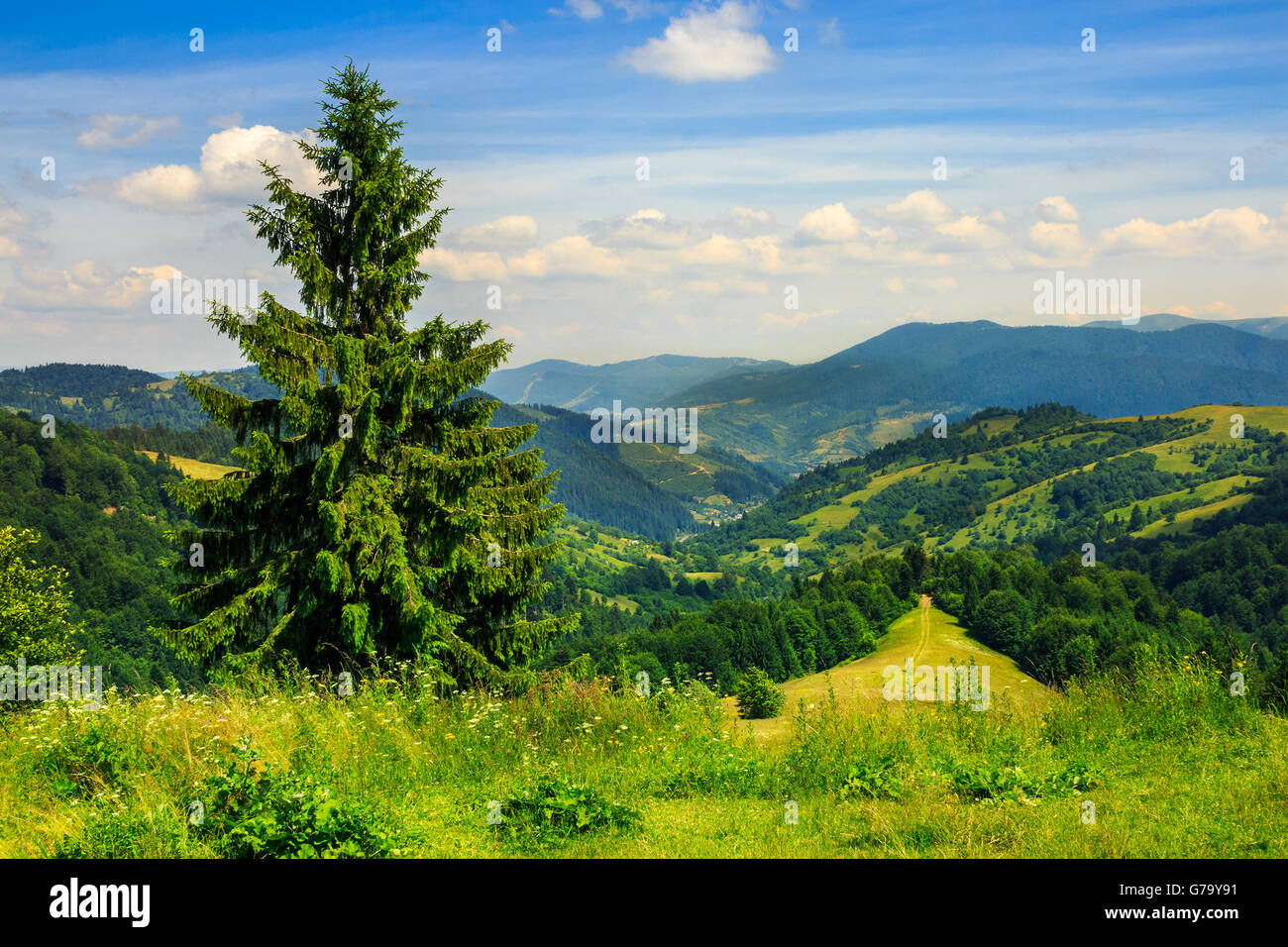 big tree in front of coniferous forest on top of a slope of mountain ...