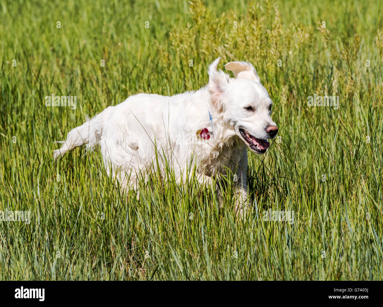 Platinum colored Golden Retriever dog running on a Colorado Ranch; USA ...