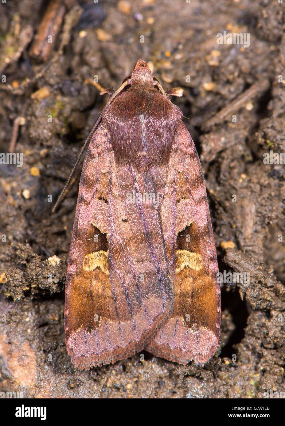 Purple clay moth (Diarsia brunnea) from above. British woodland insect ...