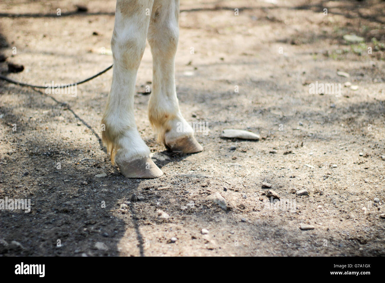 Horse legs hi-res stock photography and images - Alamy