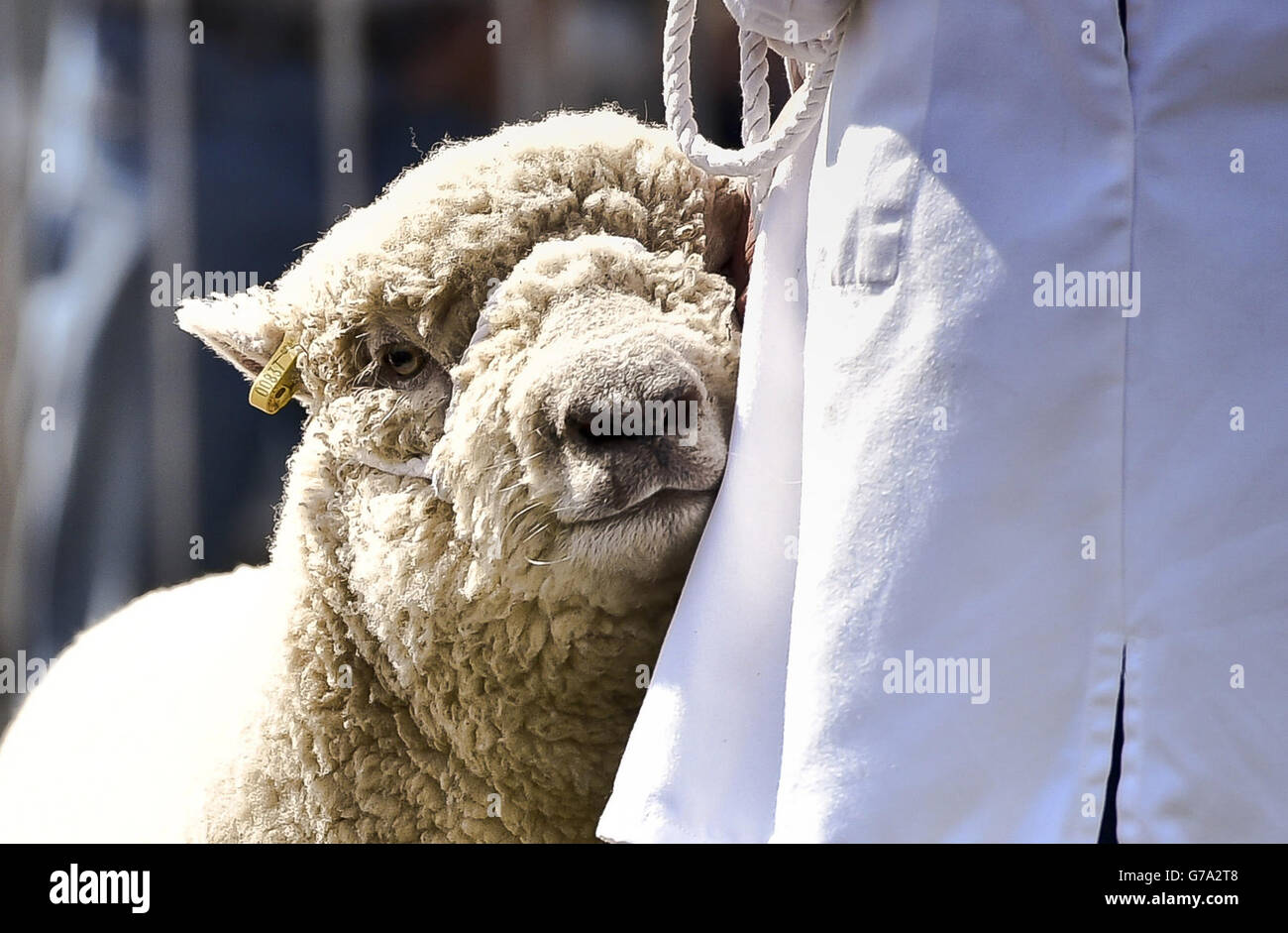 Sheep in the judging ring at the North Devon Show, near Barnstaple ...