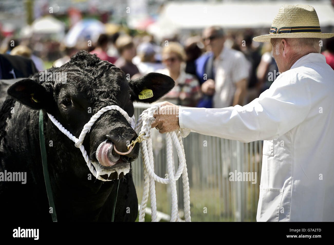 North Devon Show. Bulls are handled and inspected by judges in the ...