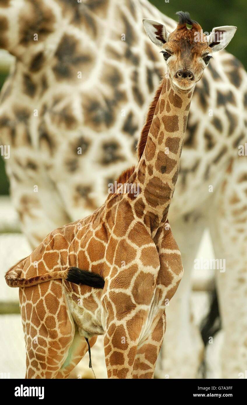 A five-day-old baby giraffe is dwarfed by her mother Jemima at the ...