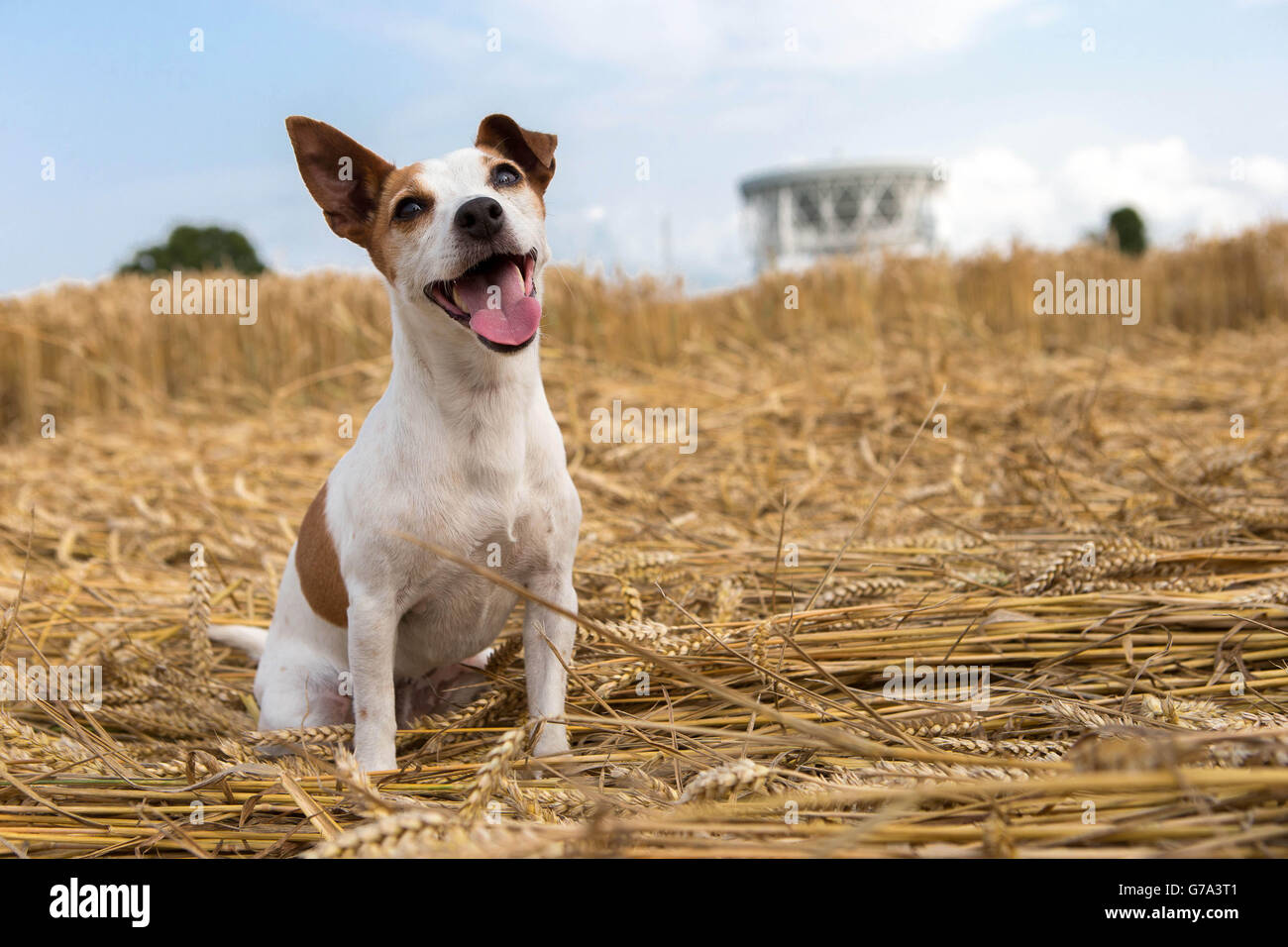 Shortie, the Jack Russell Terrier and the Ardbeg Whisky Distillery ...
