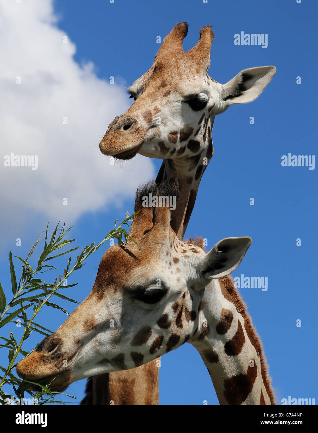 Valentino (top) a two-and-a-half year old Rothschild Giraffe with his ...