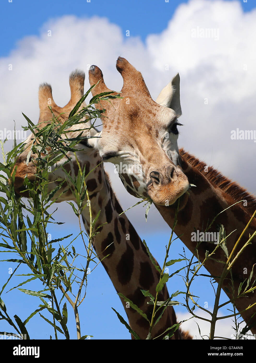 Half Donkey Half Giraffe