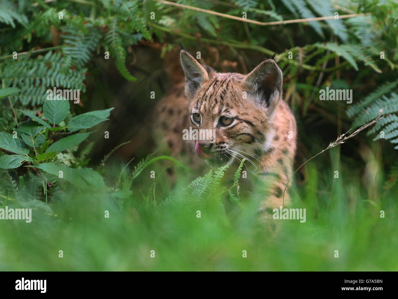 10 week old kittens hi-res stock photography and images - Alamy