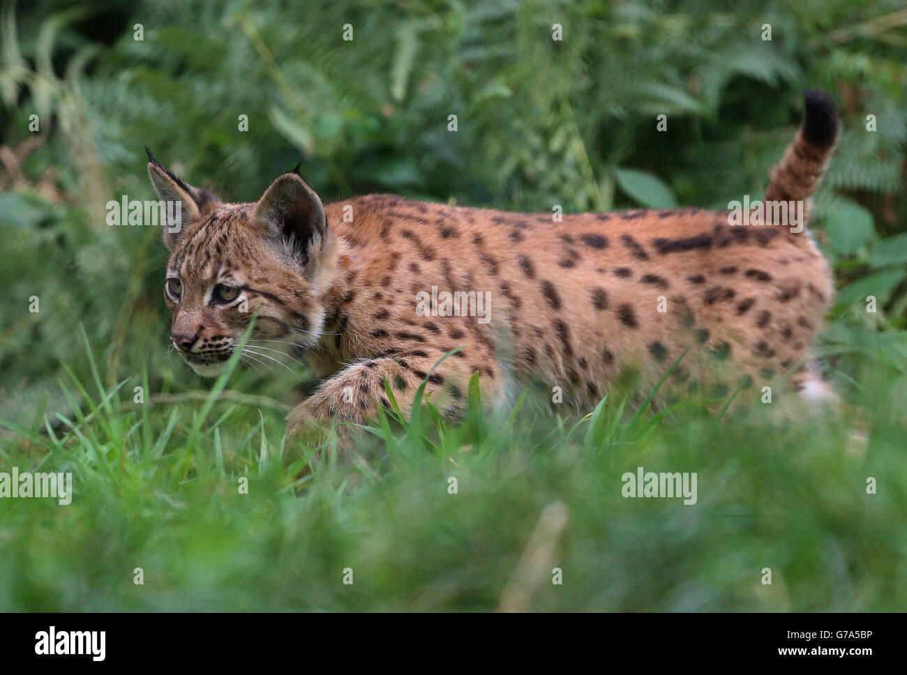 10 week old kittens hi-res stock photography and images - Alamy
