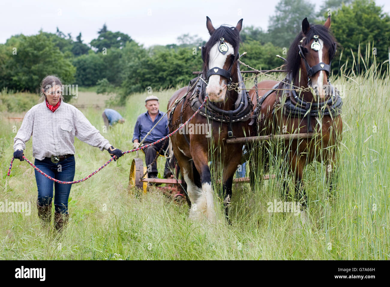 Horse drawn reaper hi-res stock photography and images - Alamy