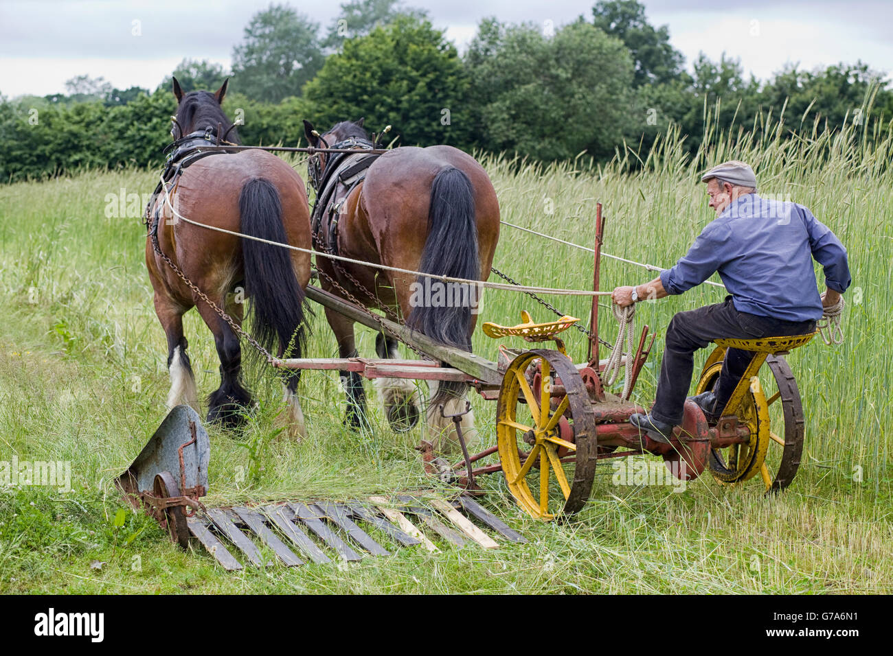Horse drawn reaper cutting the Rye Stock Photo - Alamy