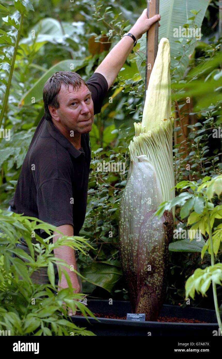 Assistant Glass House Supervisor Alan Langley with the 'Titan Arum ...