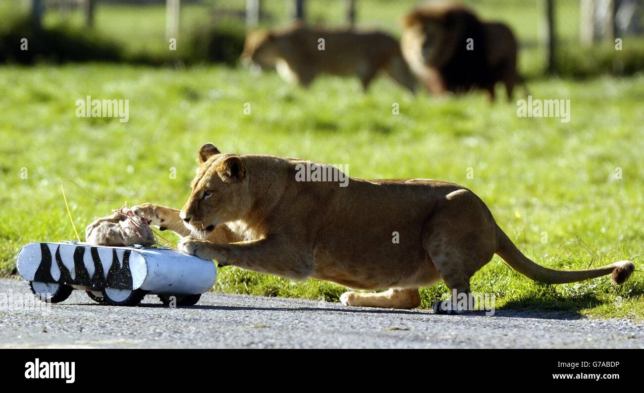 Lion dung hi-res stock photography and images - Alamy