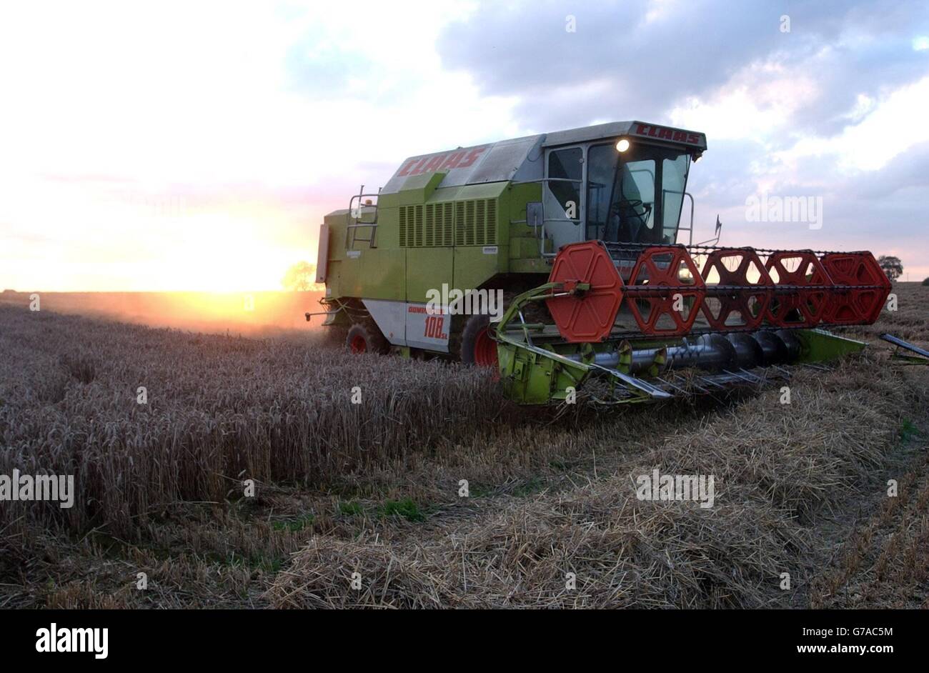 Ian Poultney harvests bread milling wheat late into the evening at ...