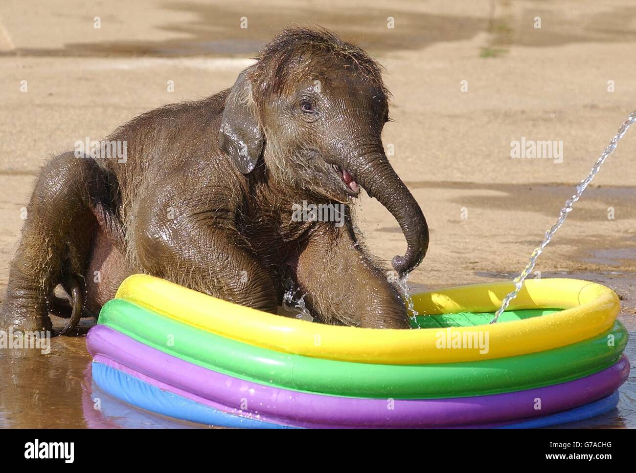 Aneena asian elephant hi-res stock photography and images - Alamy