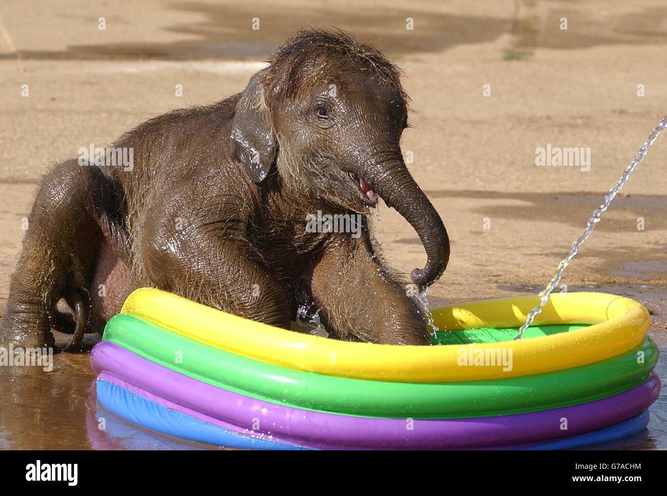 Baby Elephants Playing In A Pool
