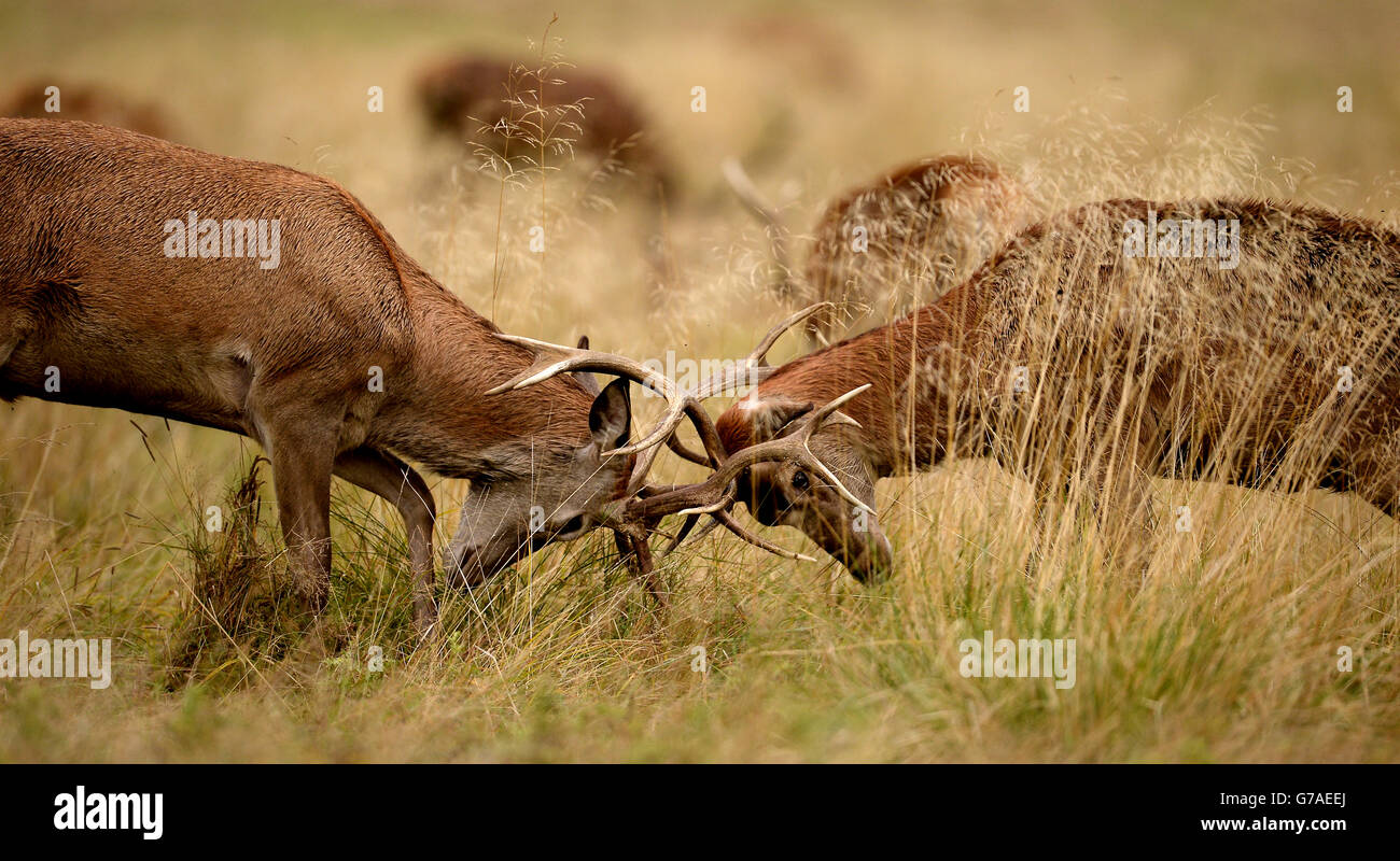 Mating deer in park hi-res stock photography and images - Alamy