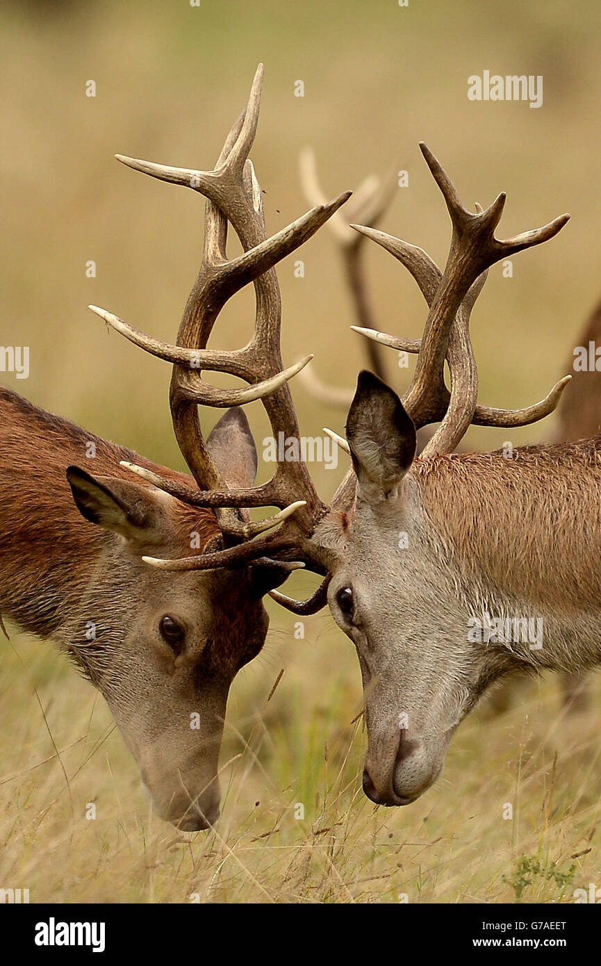 Two stags rutting hi-res stock photography and images - Alamy