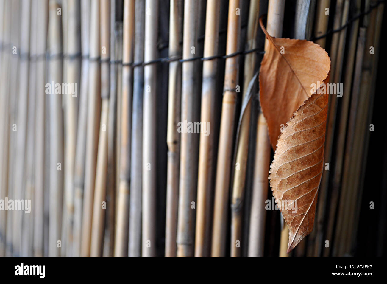 Bundle of rods hi-res stock photography and images - Alamy