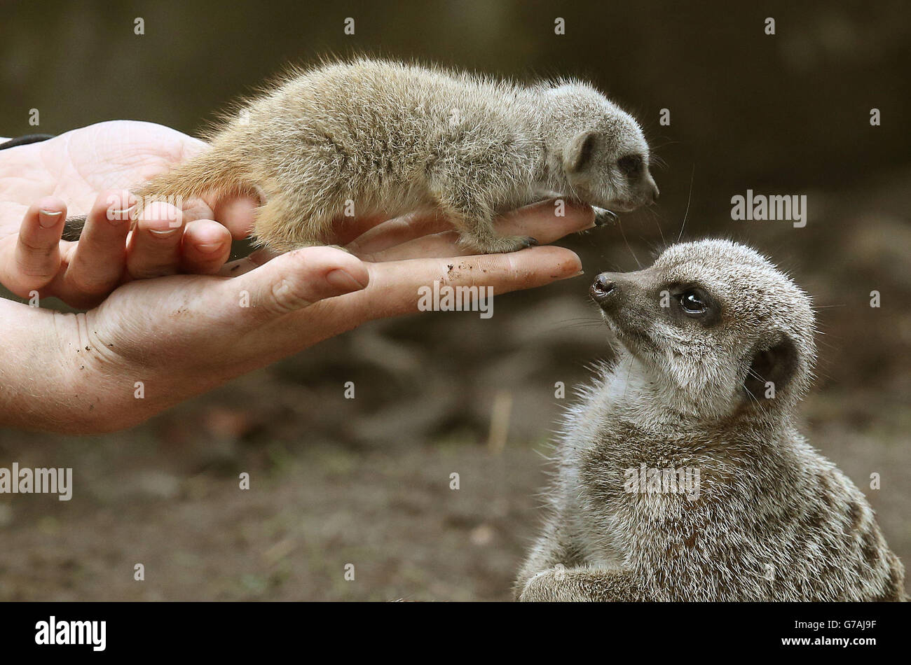 Meekats hi-res stock photography and images - Alamy