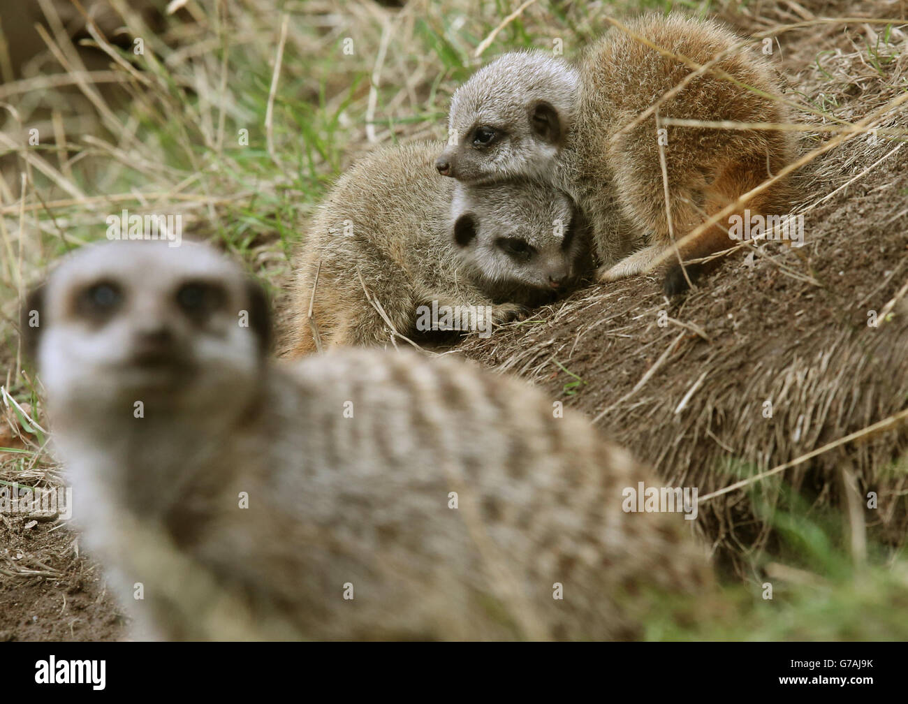 Two of the three baby Meerkats nicknamed The Three Amigos poke their ...