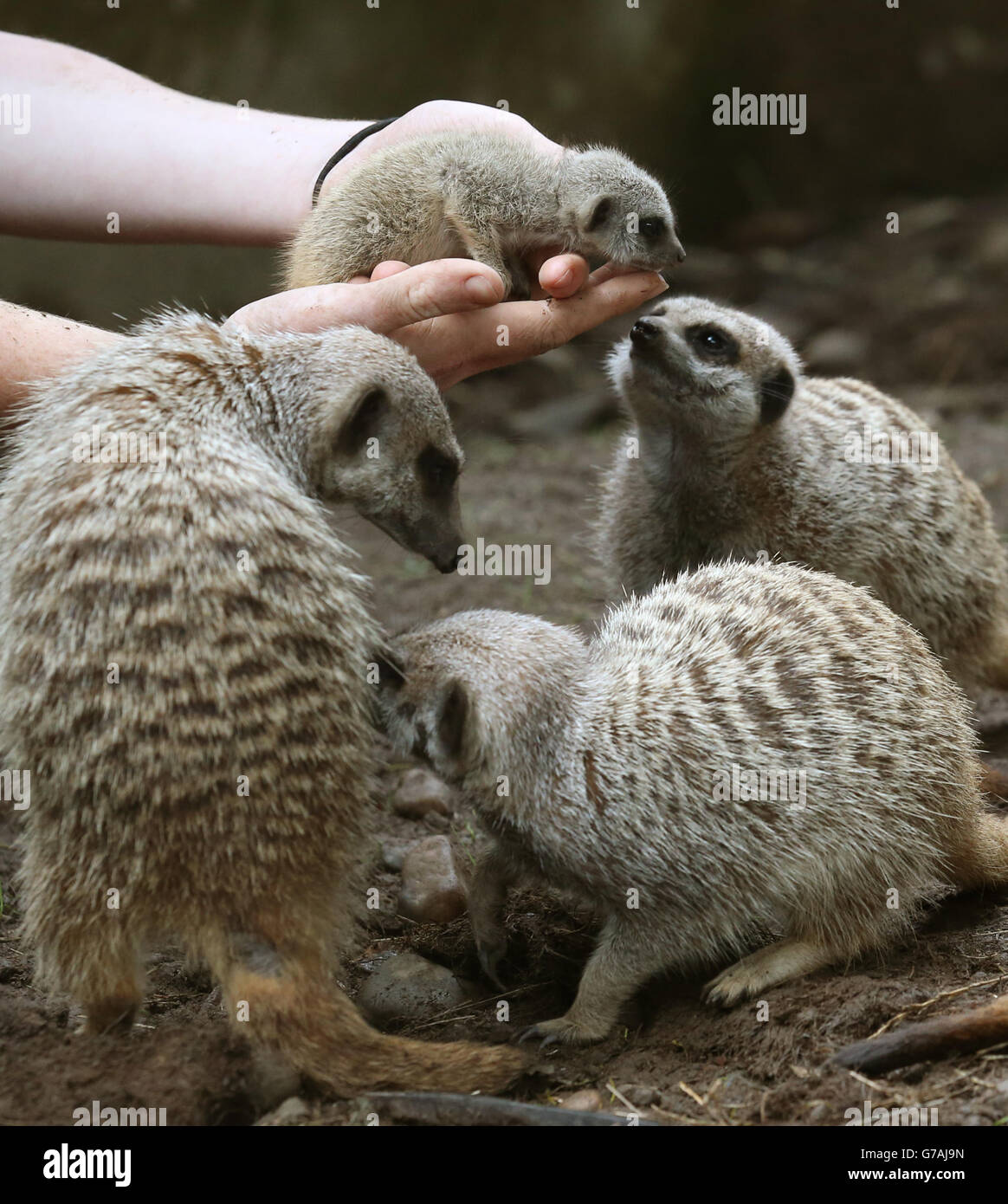 Baby meerkats at blair drummond safari park hi-res stock photography ...
