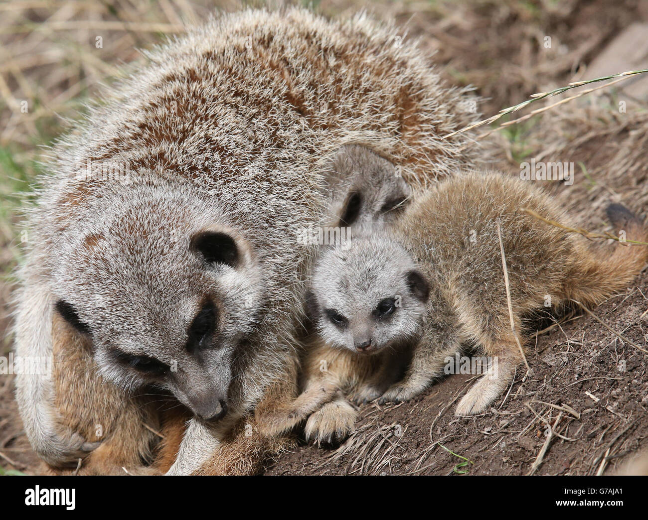 Three baby meerkats hi-res stock photography and images - Alamy