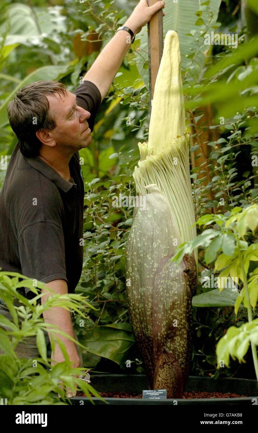 'Titan Arum' flower Stock Photo - Alamy