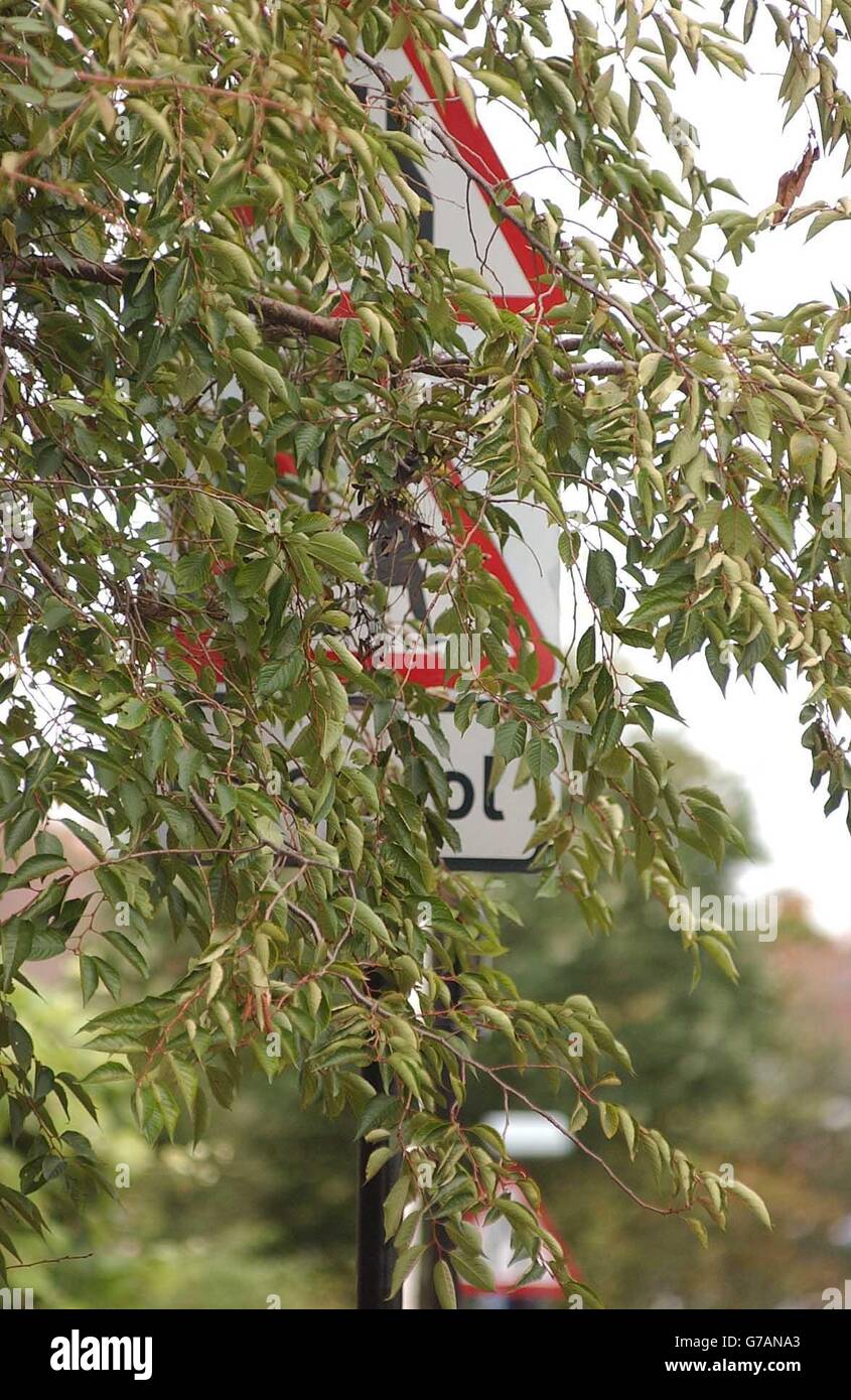 Road signs covered by trees. Road signs covered by overgrown trees in ...