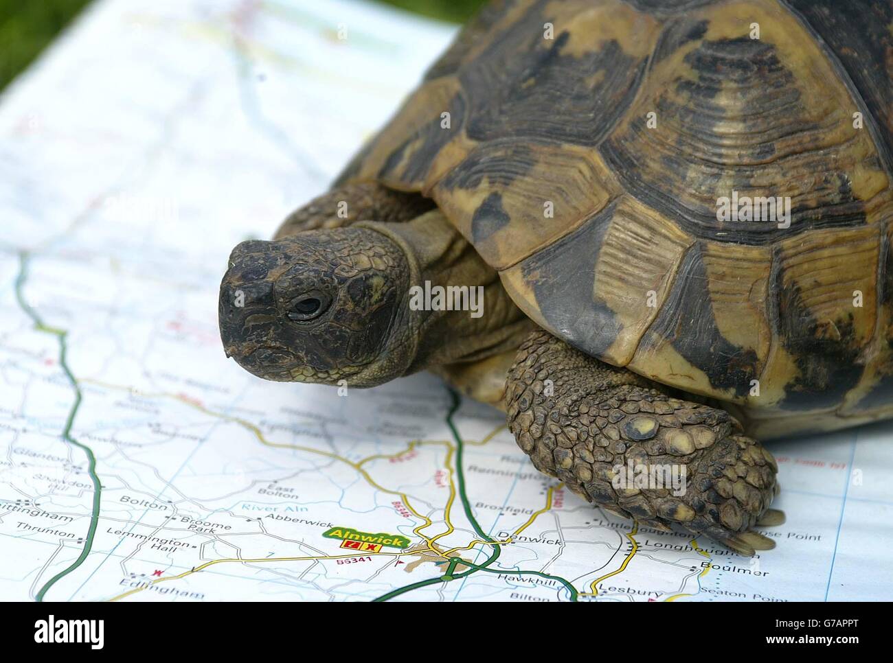 Herman the Tortoise Stock Photo - Alamy