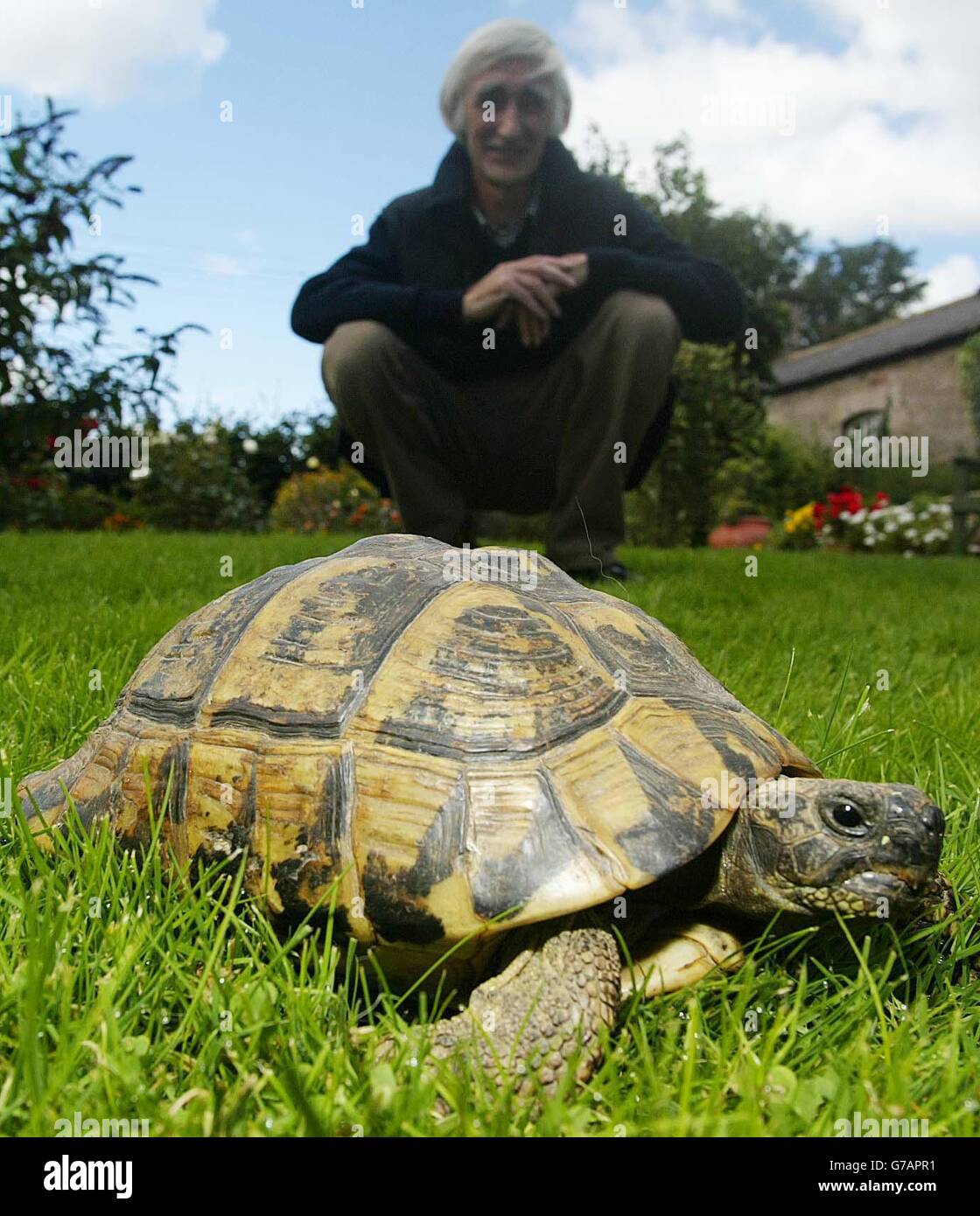 Herman the Tortoise Stock Photo - Alamy
