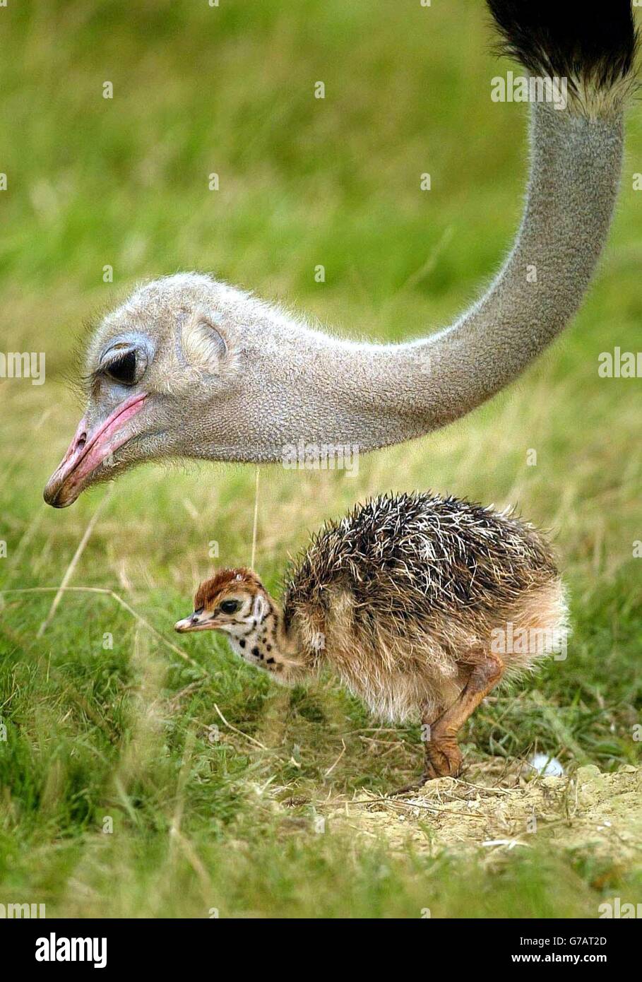 Ostrich Kidcyber