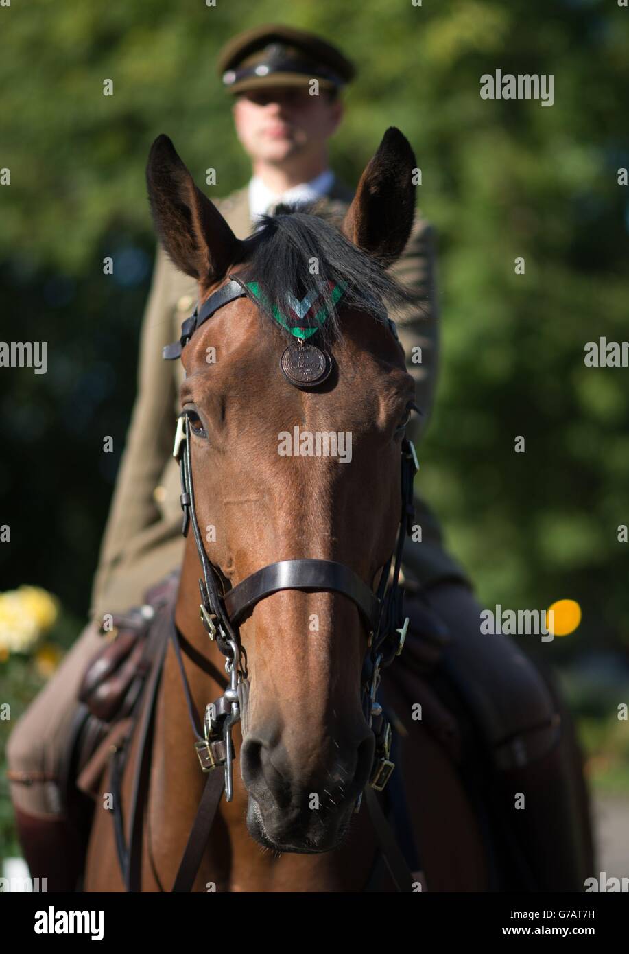 Pdsa dickin medal hi-res stock photography and images - Alamy